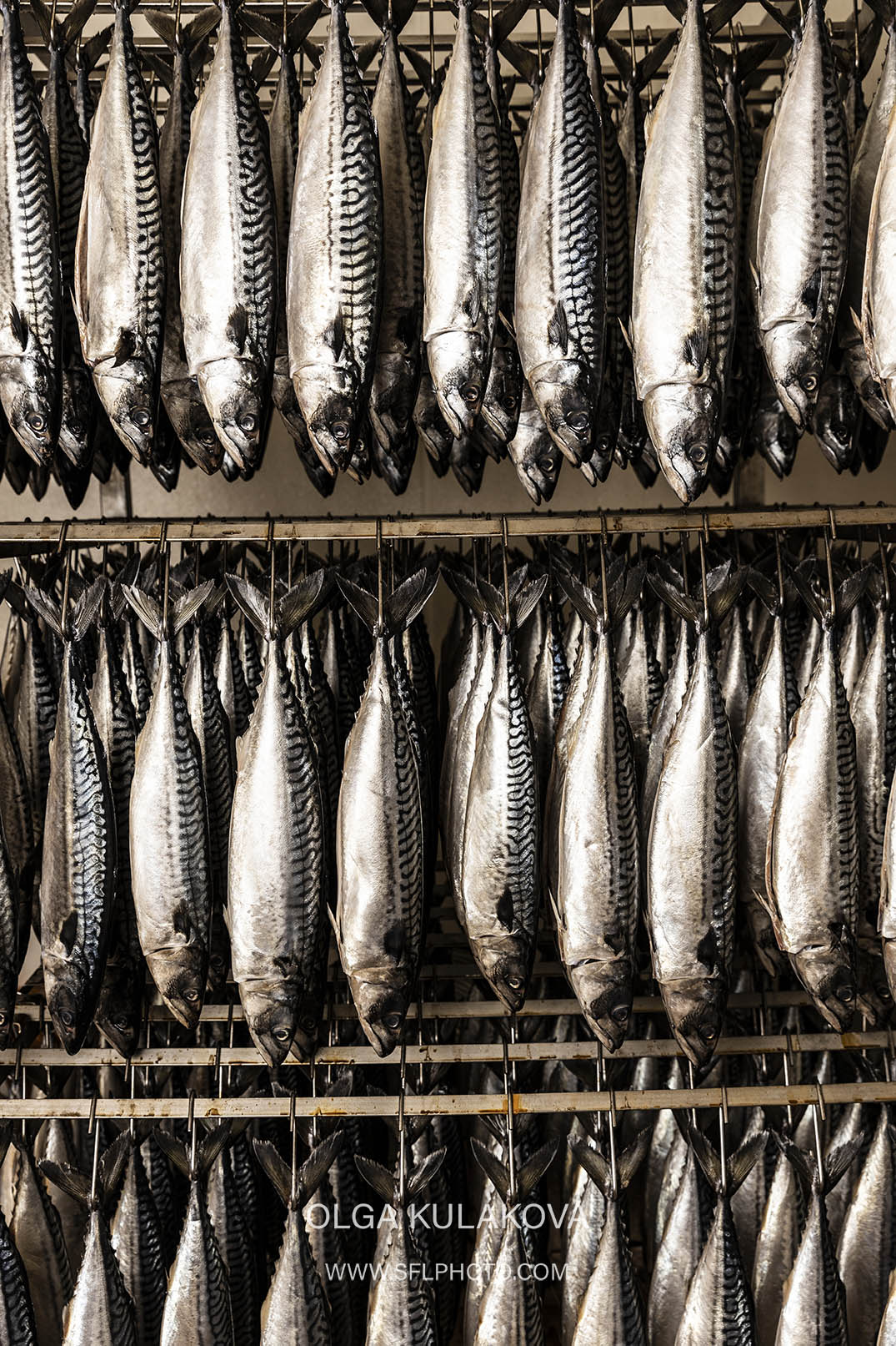 Photo shoot for North Fish USA INC. - Miami based fish company - Miami ...