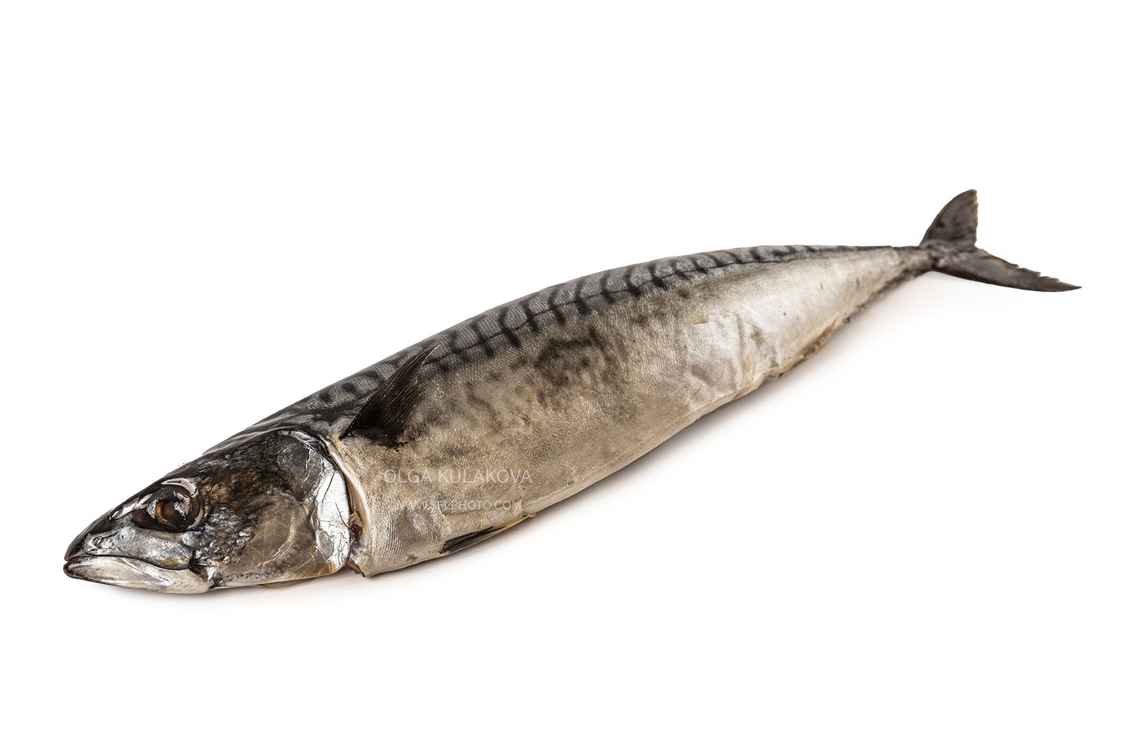 Photo shoot for North Fish USA INC. - Miami based fish company - Miami ...