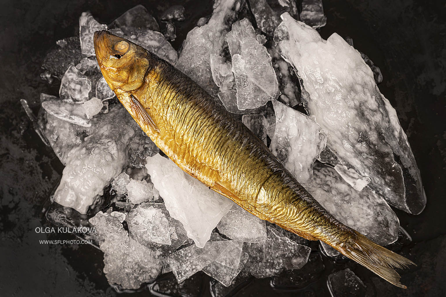 Photo shoot for North Fish USA INC. - Miami based fish company - Miami ...