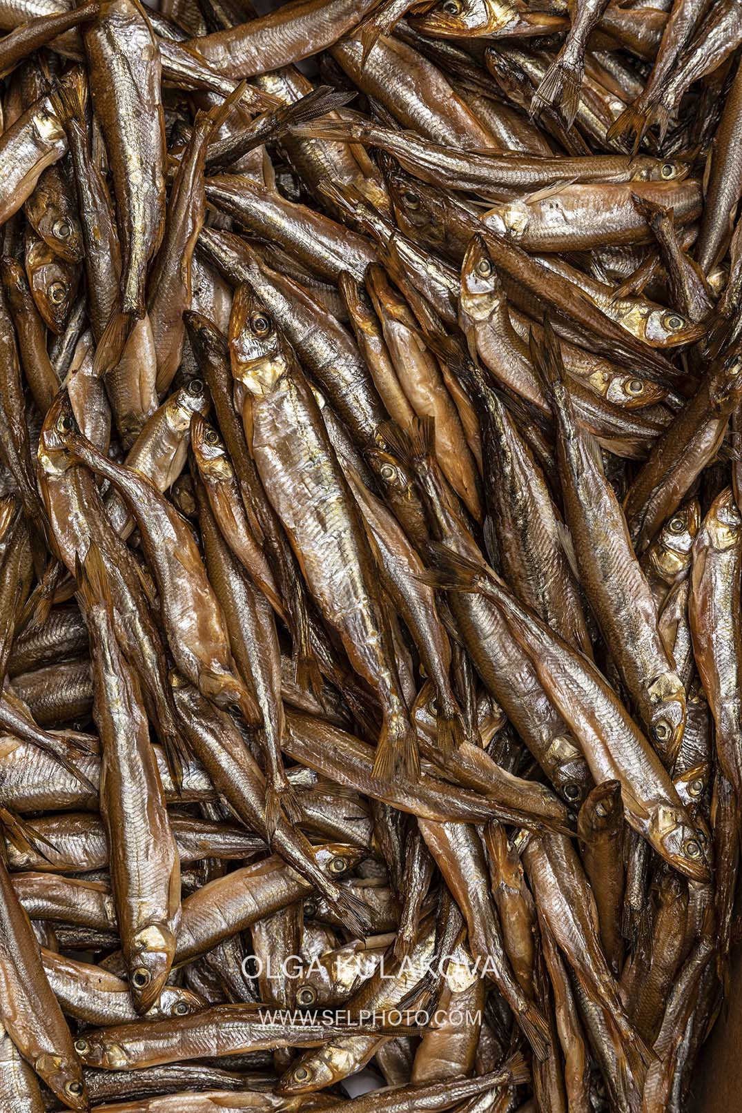 Photo shoot for North Fish USA INC. - Miami based fish company - Miami ...